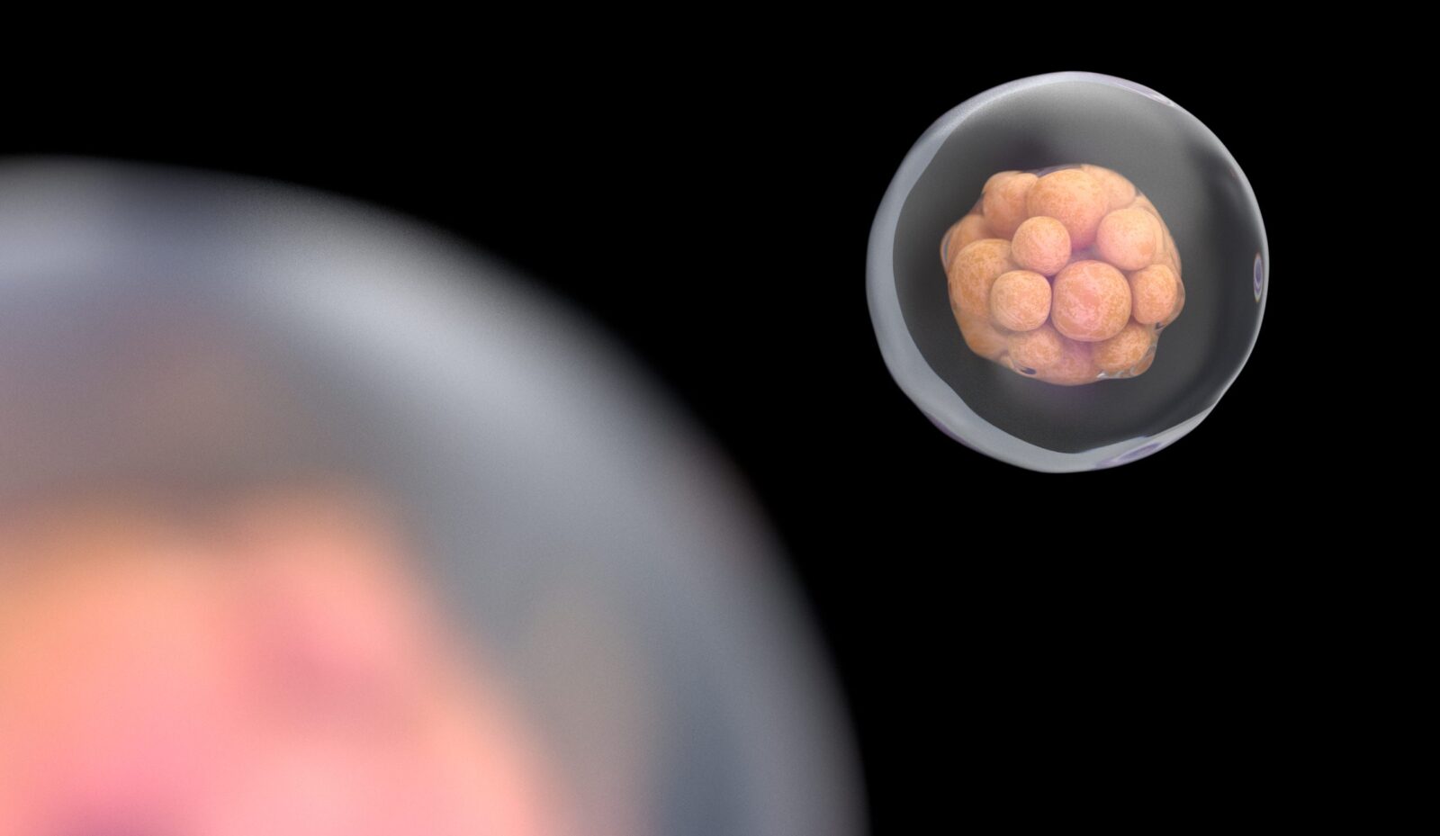 Real-Time Embryo Imaging Raises Questions About IVF Screening Accuracy ...